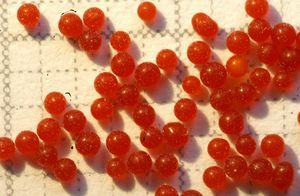 Anwendungsbeispiel - Geschmacksmaskierung - Microspheres, Microcapsules ...